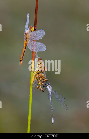 A closeup shot of a common darter on the blurry background Stock Photo ...