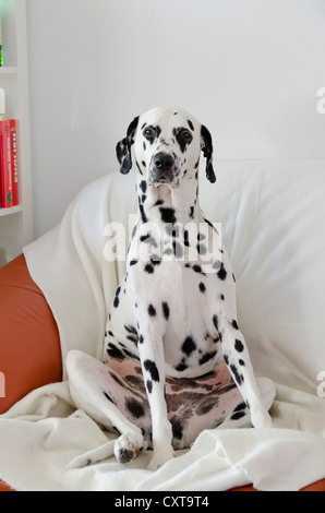 Dalmatian dog sitting on a couch Stock Photo - Alamy