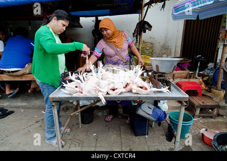Rooster in Yogyakarta in Java in Indonesia in Southeast Asia Far East ...