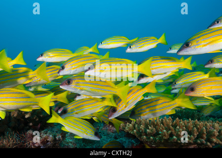 Bluestripe snapper School Of Fish at the Maldives Stock Photo - Alamy