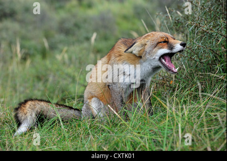 Scared and aggressive, subordinate Red fox (Vulpes vulpes) in defensive ...