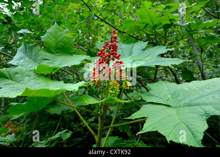 Devil's Club leaves berries (Oplopanax horridus) Mount Revelstoke ...