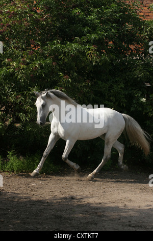 lippizaner horse - trotting Stock Photo - Alamy