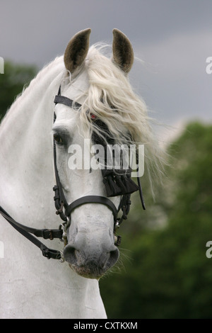 Andalusier - portrait Stock Photo - Alamy
