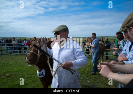 dh West Mainland show DOUNBY ORKNEY View back side of beef cows ...