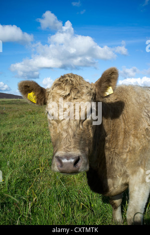dh Brown cow beef CATTLE UK Head face domestic livestock close up ...