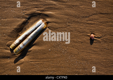 Razor Shell washed up on a beach Stock Photo - Alamy