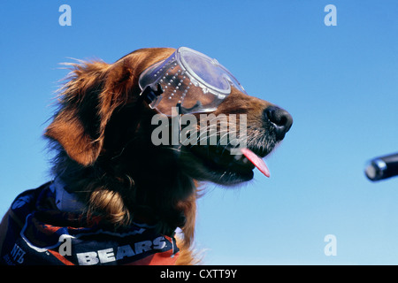 Golden Retriever Riding in Motorcycle Sidecar Stock Photo - Alamy