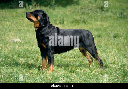 Rottweiler, side view Stock Photo - Alamy