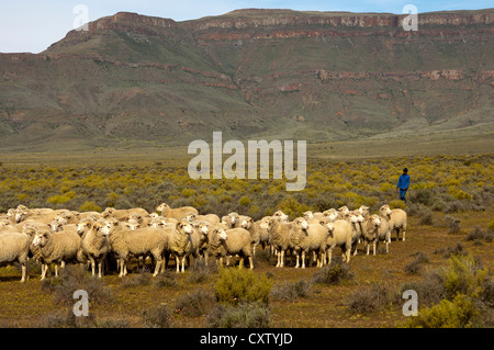 Sheep Farming, The Karoo, South Africa Stock Photo - Alamy