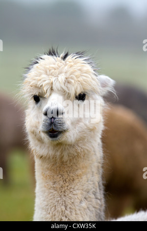 Portrait of a brown llama with a very long neck Stock Photo - Alamy