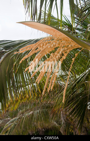 palm tree seed Stock Photo - Alamy