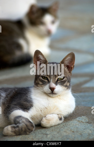 Two cats snoozing on the cat tree Stock Photo - Alamy