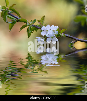 Macro details of Plum blossom flower branches Stock Photo - Alamy