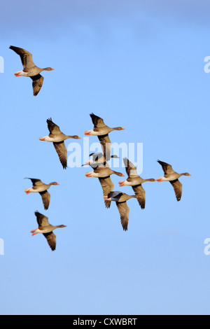 Greylag goose flying in the sky with spread wings Stock Photo - Alamy