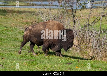 A Bison at Omega Park in Quebec Stock Photo - Alamy