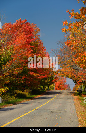 Red Maple trees on Heart Lake Road Caledon Ontario Canada in the Fall ...