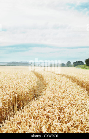 Wheat field landscape with path in the summer time Stock Photo - Alamy
