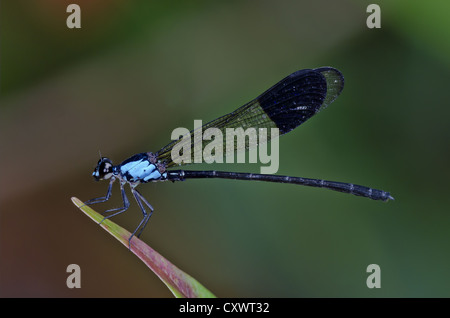 Euphaea Impar male damselfly Stock Photo - Alamy