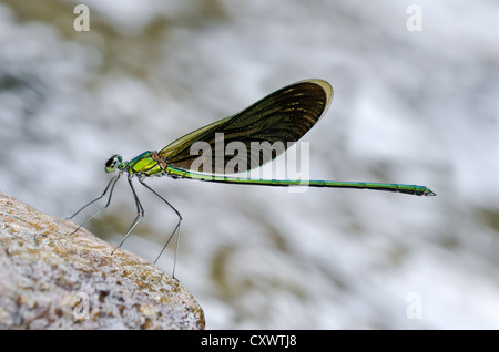 Neurobasis chinensis, male, Green Metalwing damselfly Stock Photo - Alamy