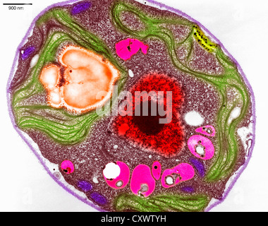 Plant Cell TEM Stock Photo - Alamy