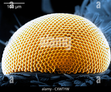 Insect compound eye, coloured scanning electron micrograph (SEM). The ...
