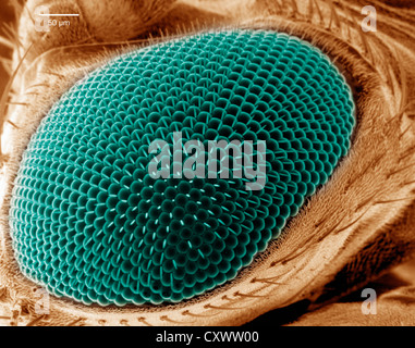 Fruit fly. Coloured scanning electron micrograph (SEM) of a fruit fly ...