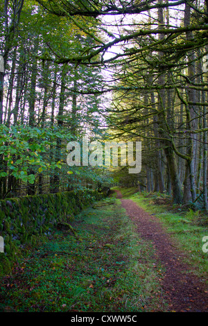 Glentrool Forest Path - Galloway Forest - Scotland Stock Photo - Alamy