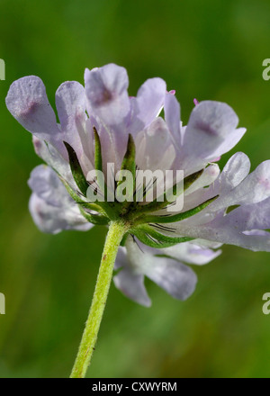 small scabious flower scabiosa columbaria, a perennial wild flower ...