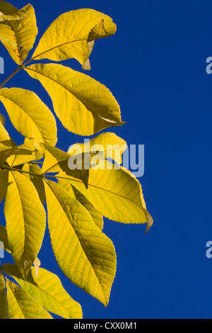 Carya sp Carya sp Stock Photo - Alamy