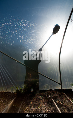 Cleaning a polytunnel Stock Photo - Alamy