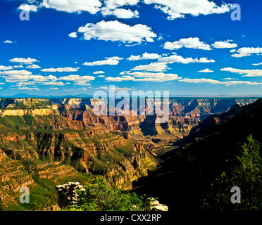 The Grand Canyon National Park offers a fossil trail featuring ...