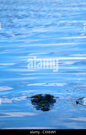 Florida Gainesville University of Florida campus,Lake Alice American ...