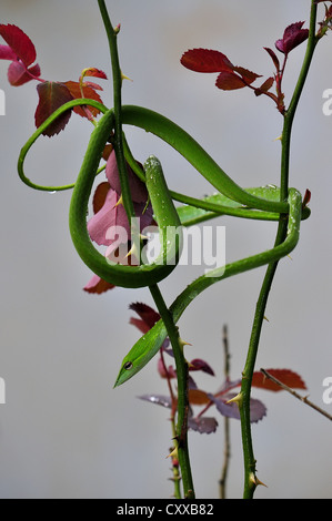 Green vine snake in attack position Stock Photo - Alamy