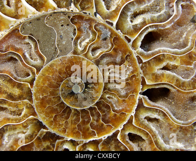 Seashells, nautilus and ammonite shell fossils embedded in rock Stock ...