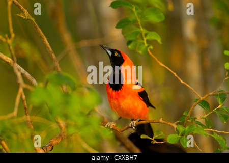 Orange-backed Troupial (Icterus croconotus) from Pantanal, Brazil Stock ...