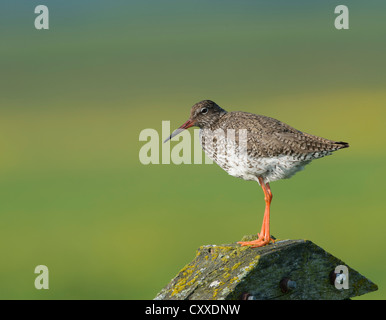 Common redshank (Tringa totanus), Texel, Netherlands Stock Photo - Alamy