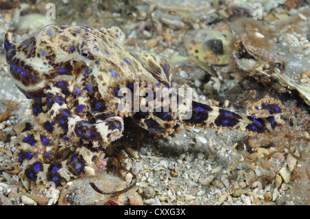 Venomous Southern blue-ringed Octopus, Hapalochlaena fasciata. This ...
