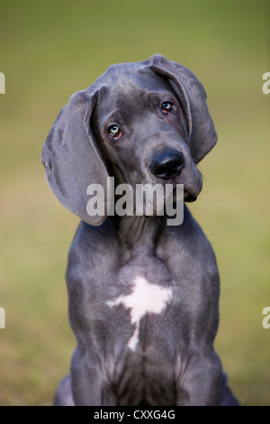 German Mastiff puppy, portrait, North Tyrol, Austria, Europe Stock ...
