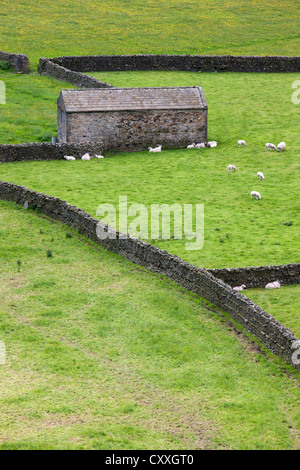Stone Walls and Sheep, Yorkshire Dales Stock Photo - Alamy