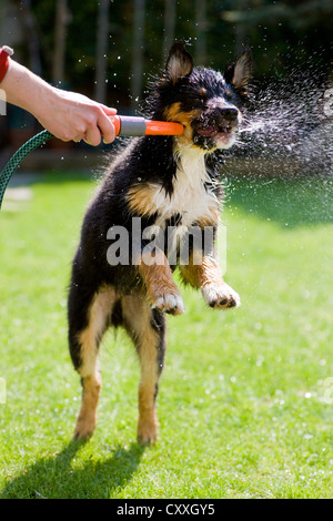 An Australian shepherd puppy dog being carried on someone's shoulder ...