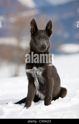 Alpine Shepherd sitting in the snow, North Tyrol, Austria, Europe Stock ...
