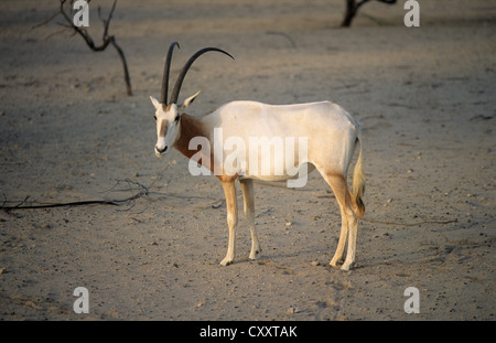 Arabian oryx (oryx leucoryx) at Al Areen Wildlife Park, Kingdom of ...