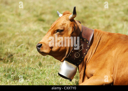 TARINE OR TARENTAISE COWS IN THE MOUNTAIN PASTURE OF THE CHARMANT SOM ...