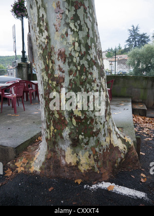 A colourful plane tree shedding its bark Stock Photo - Alamy