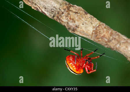 a close up shot of Bolas spider Stock Photo - Alamy