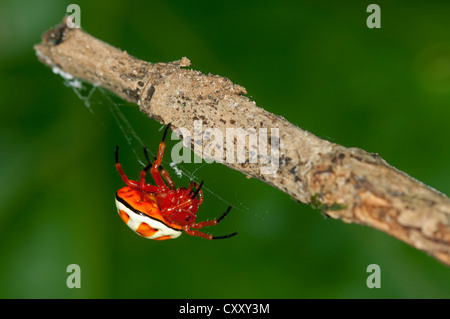 Bolas spider (Encyosaccus sexmaculatus), orb-web spider, Tiputini rain ...