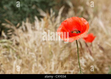 Morocco, Moroccan, Poppy field in the Atlas mountains, North Africa ...