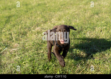 12 week old chocolate Labrador puppy with young 4 year old boy running ...