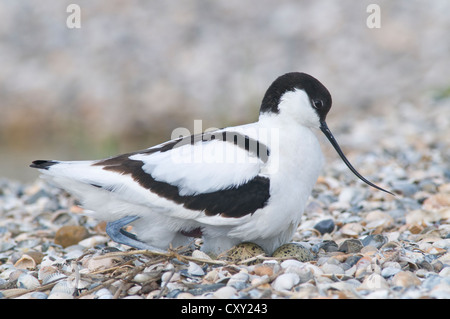 Pied Avocet (Recurvirostris avosetta) on a nest with an egg and a chick ...